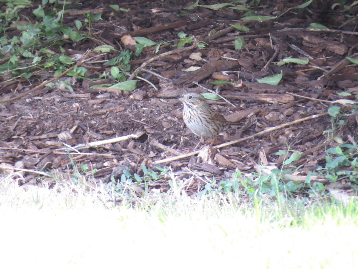 eBird Checklist - 22 Sep 2023 - 200–218 Madison St, Detroit US-MI 42. ...