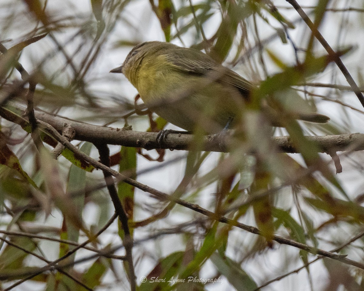 North Carolina Bird Atlas Checklist - 22 Sep 2023 - Lake Lynn - 18 species
