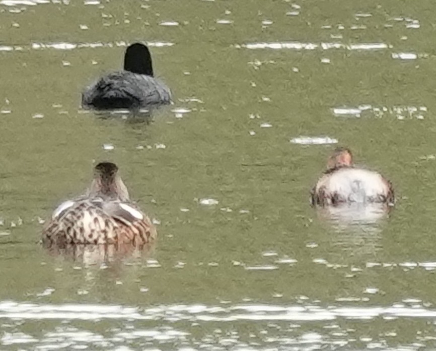 eBird Checklist - 22 Sep 2023 - Malltraeth Cob - 17 species
