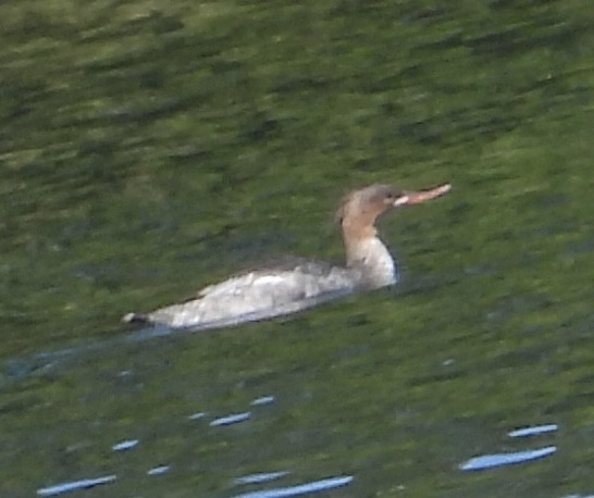 eBird Checklist - 20 Sep 2023 - Lake Champlain shoreline Burlington ...