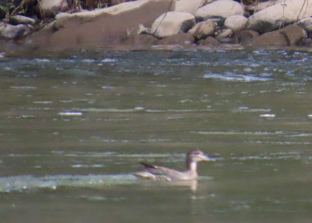 New Jersey eBird Checklist - 22 Sep 2023 - Susquehanna River at Rt 87 ...