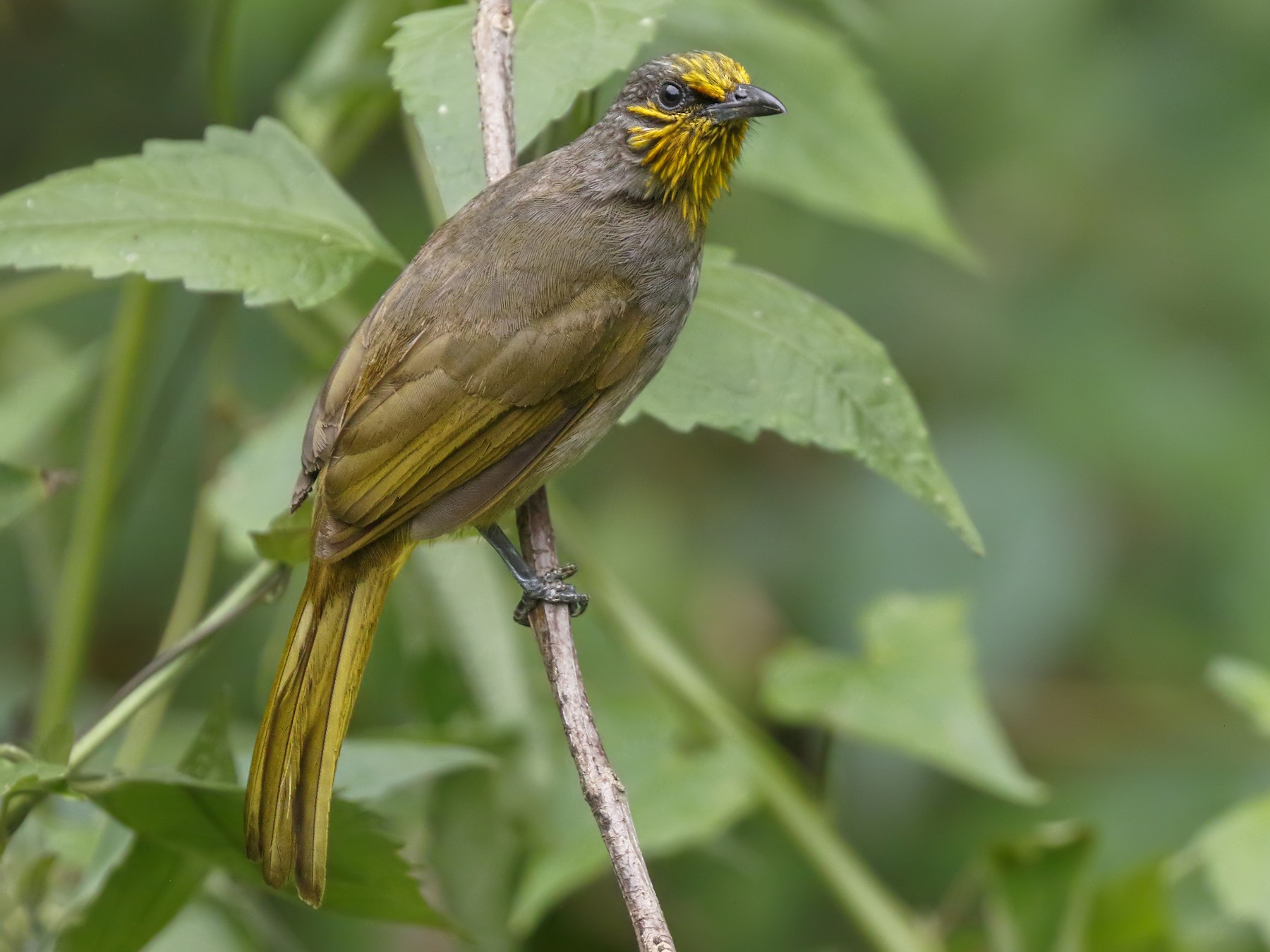 Pale-eyed/Stripe-throated Bulbul - eBird