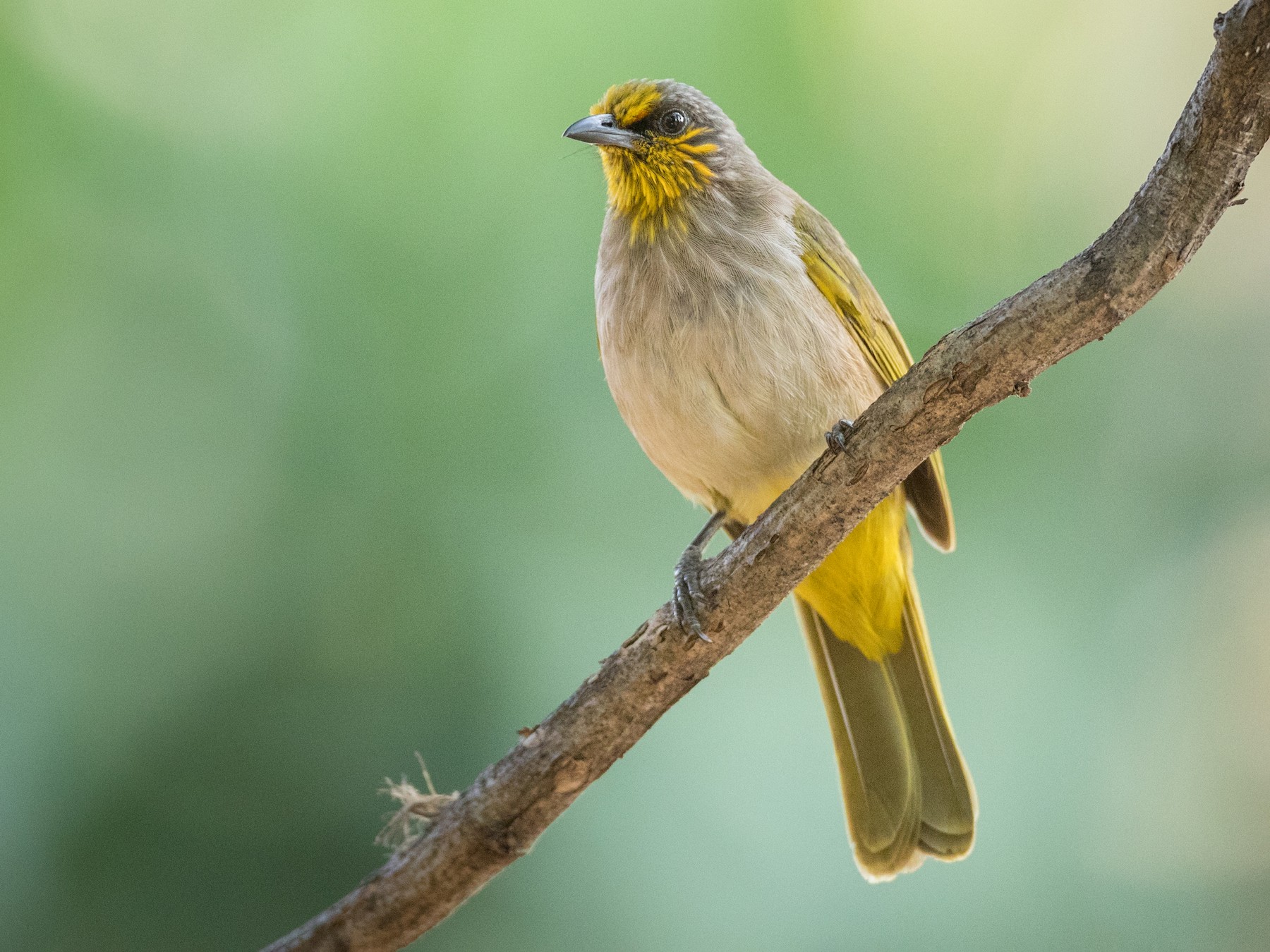 Stripe-throated Bulbul - eBird