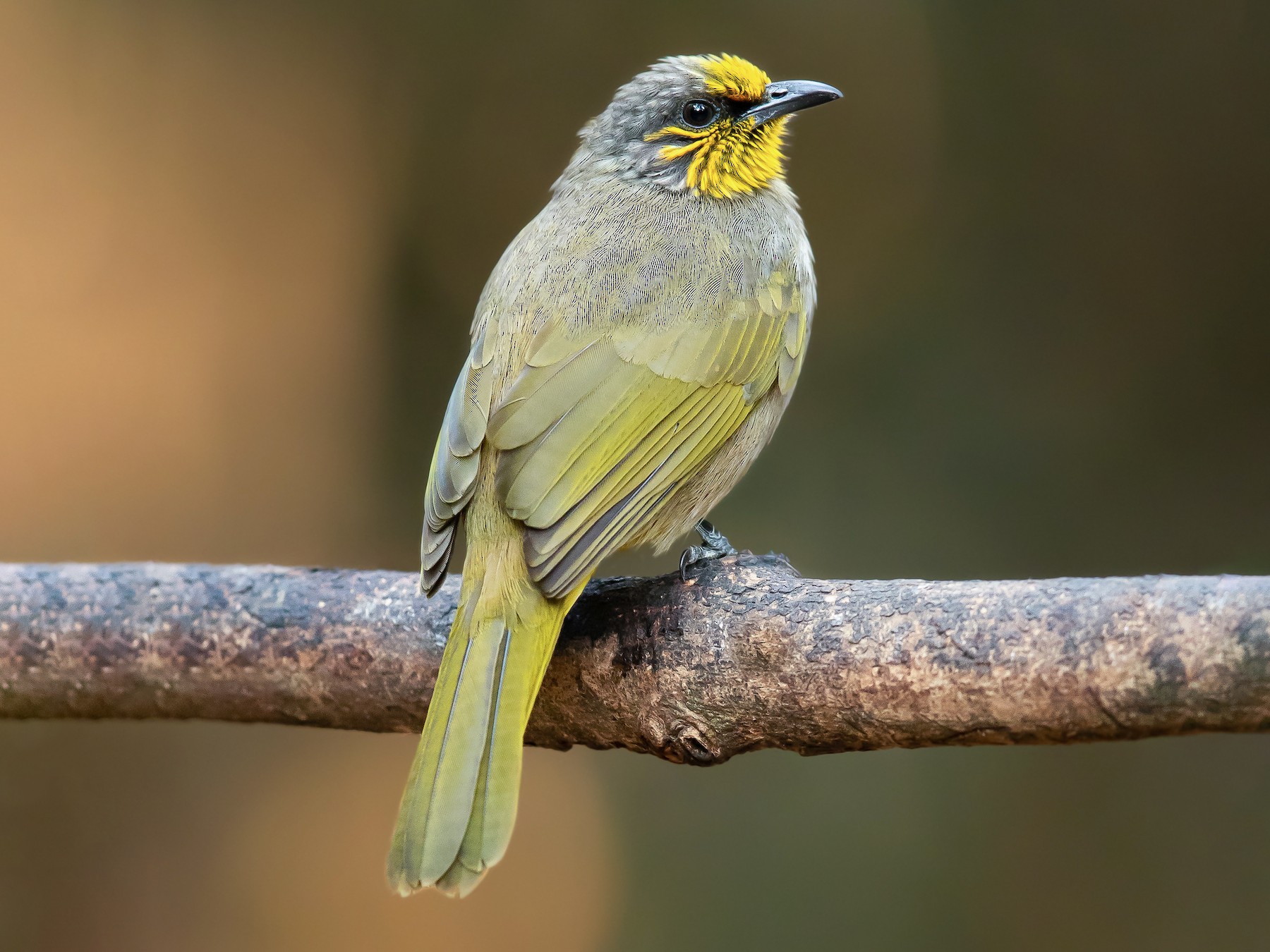 Pale-eyed/Stripe-throated Bulbul - eBird