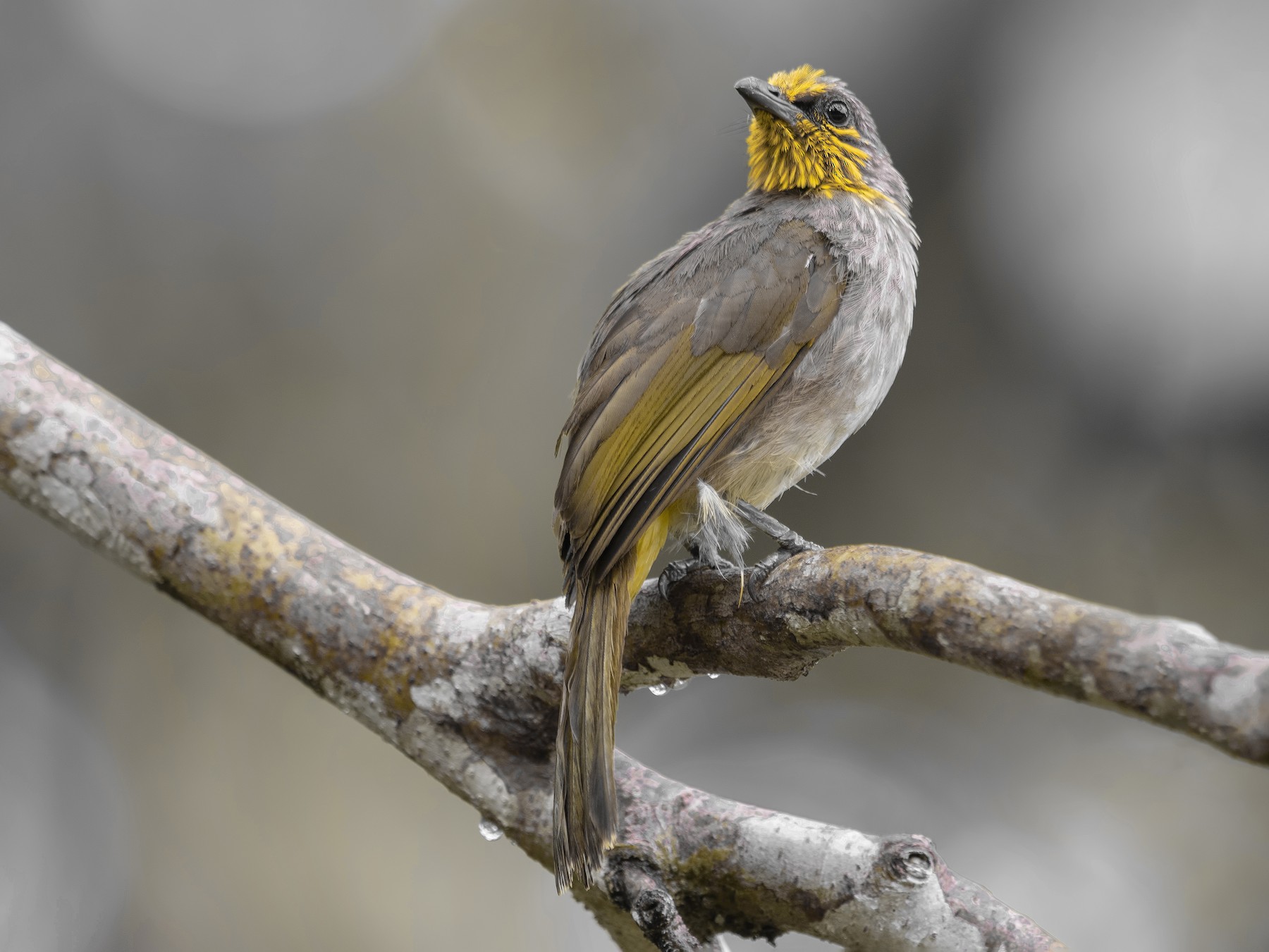 Pale-eyed/Stripe-throated Bulbul - eBird