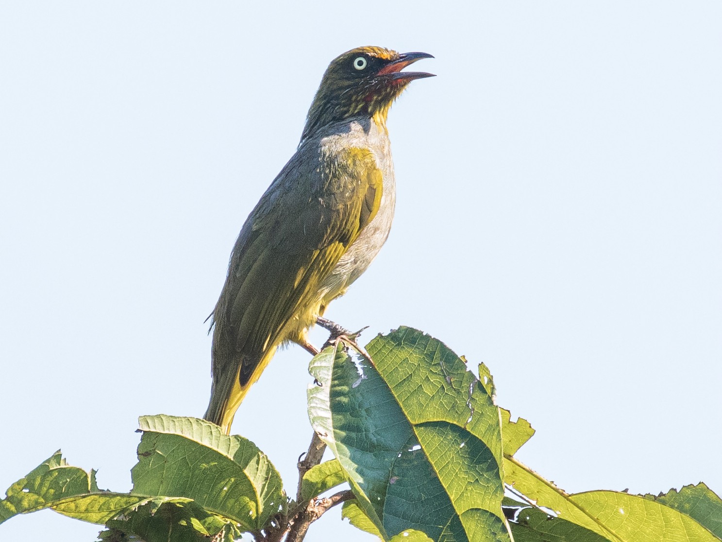 Stripe-throated Bulbul (Pale-eyed) - eBird