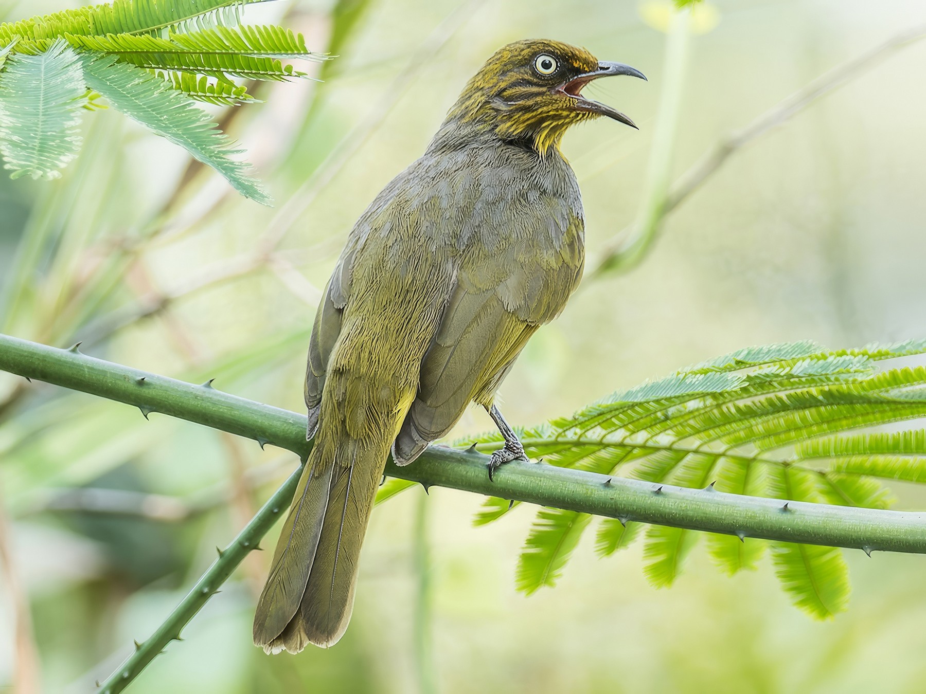 Stripe-throated Bulbul (Pale-eyed) - eBird