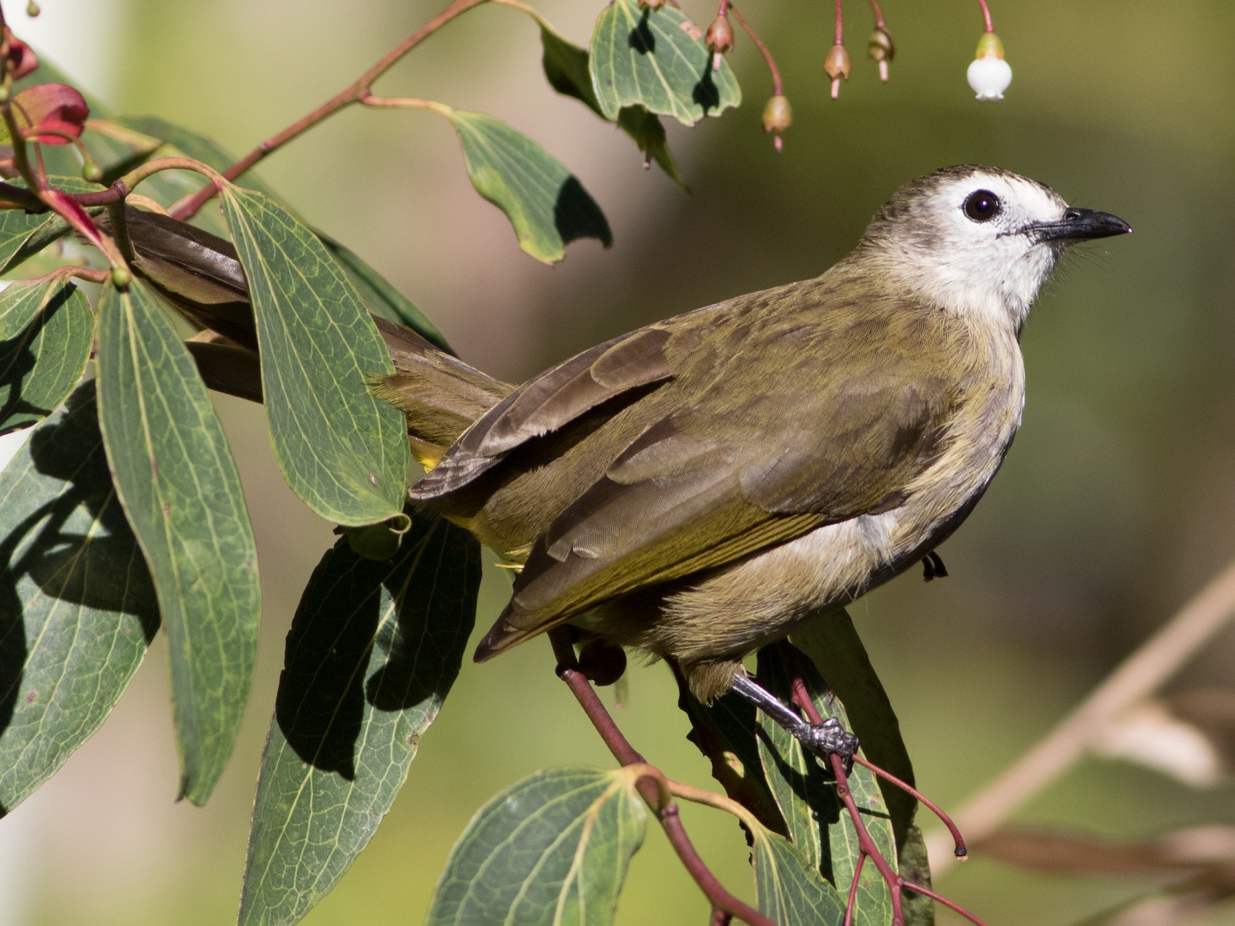 Pale-faced Bulbul - eBird