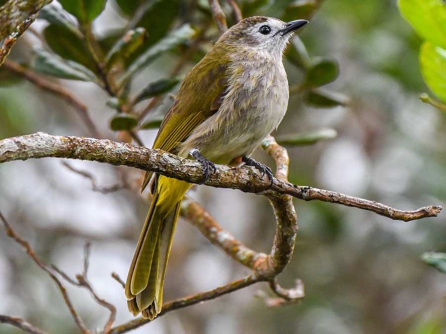 Pale-faced Bulbul - eBird