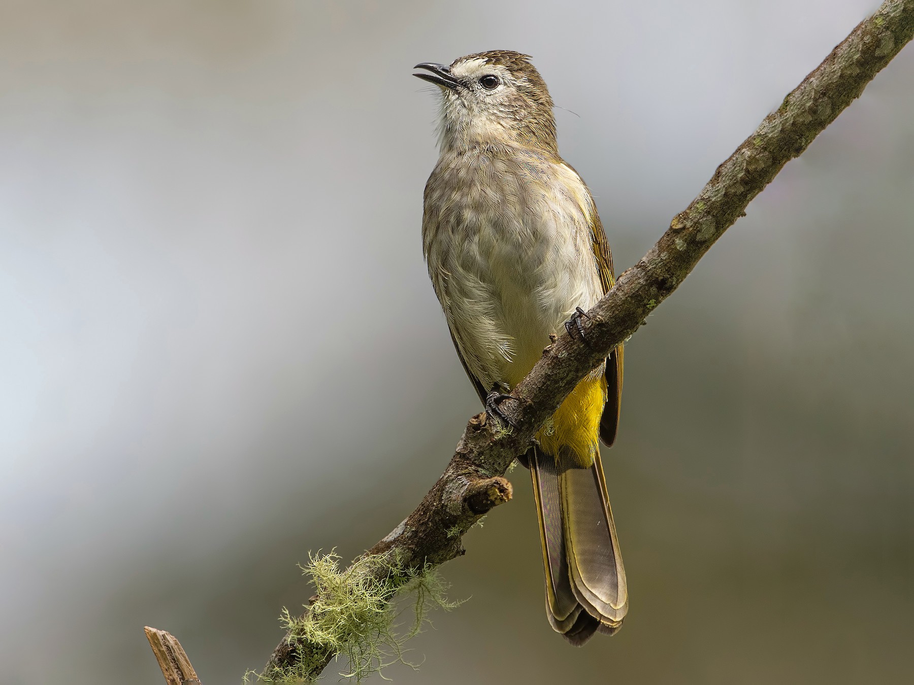 Pale-faced Bulbul - eBird