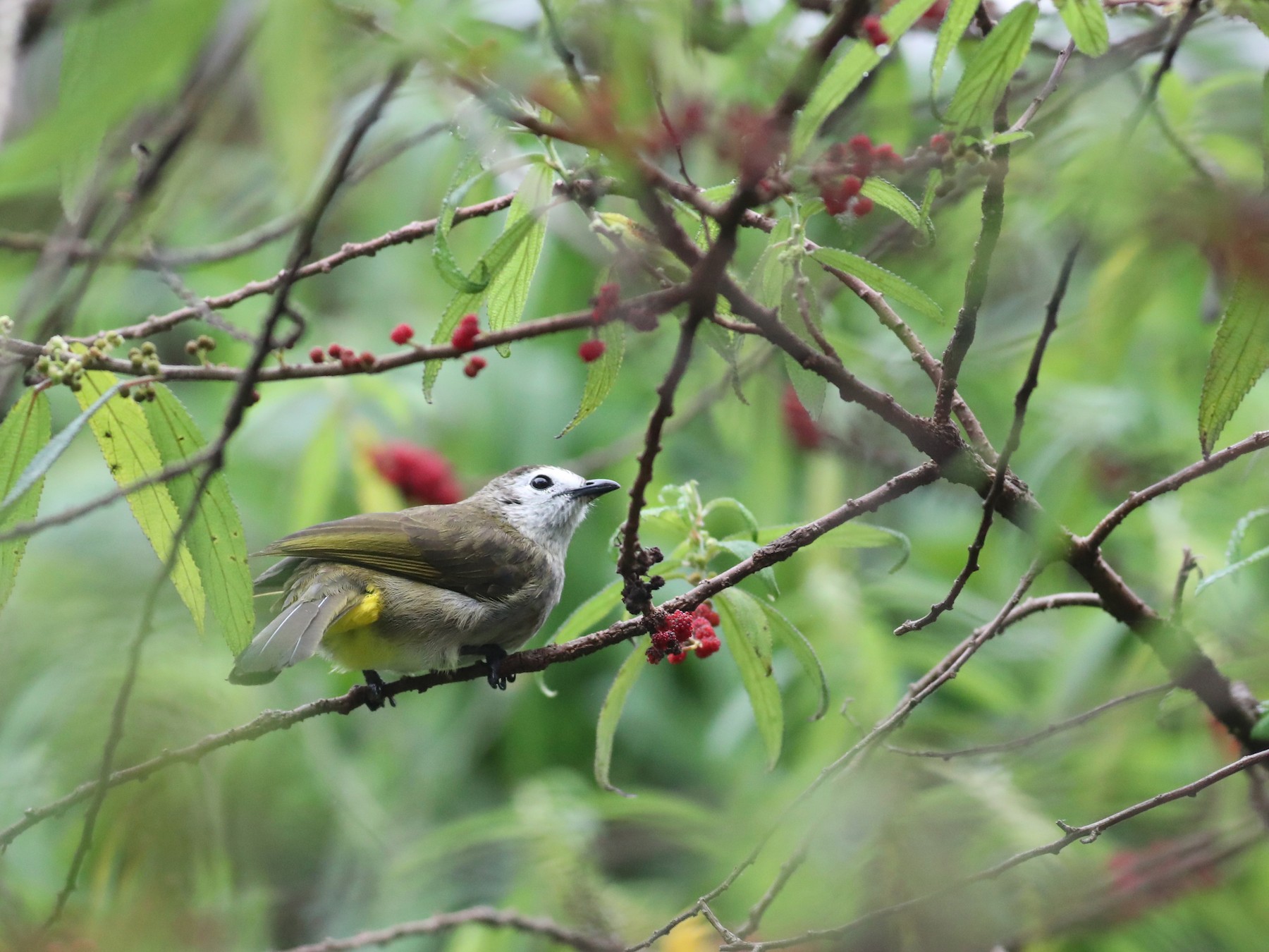 Pale-faced Bulbul - eBird