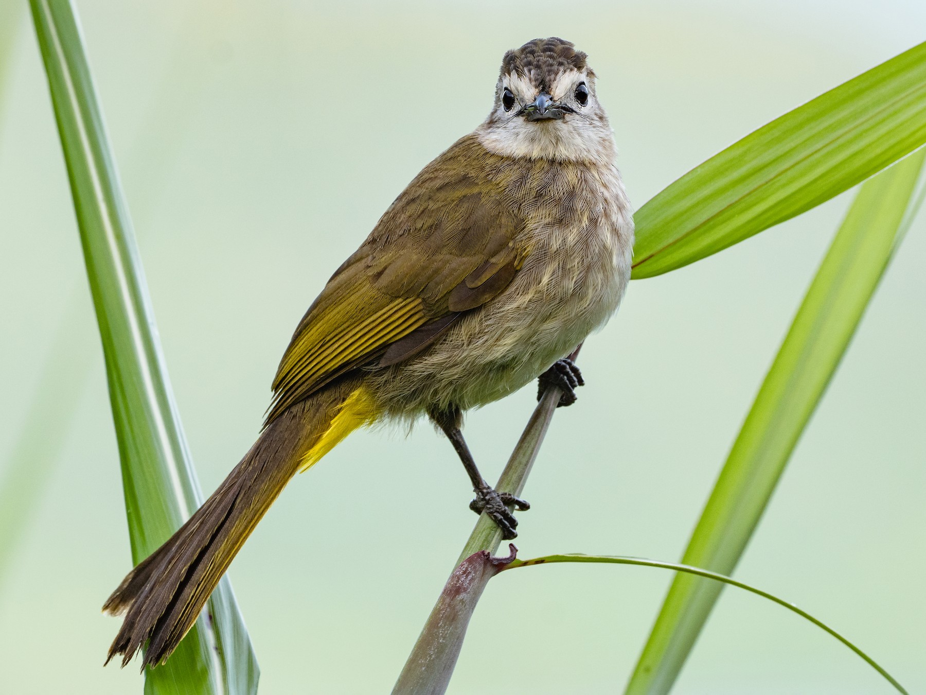 Pale-faced Bulbul - eBird