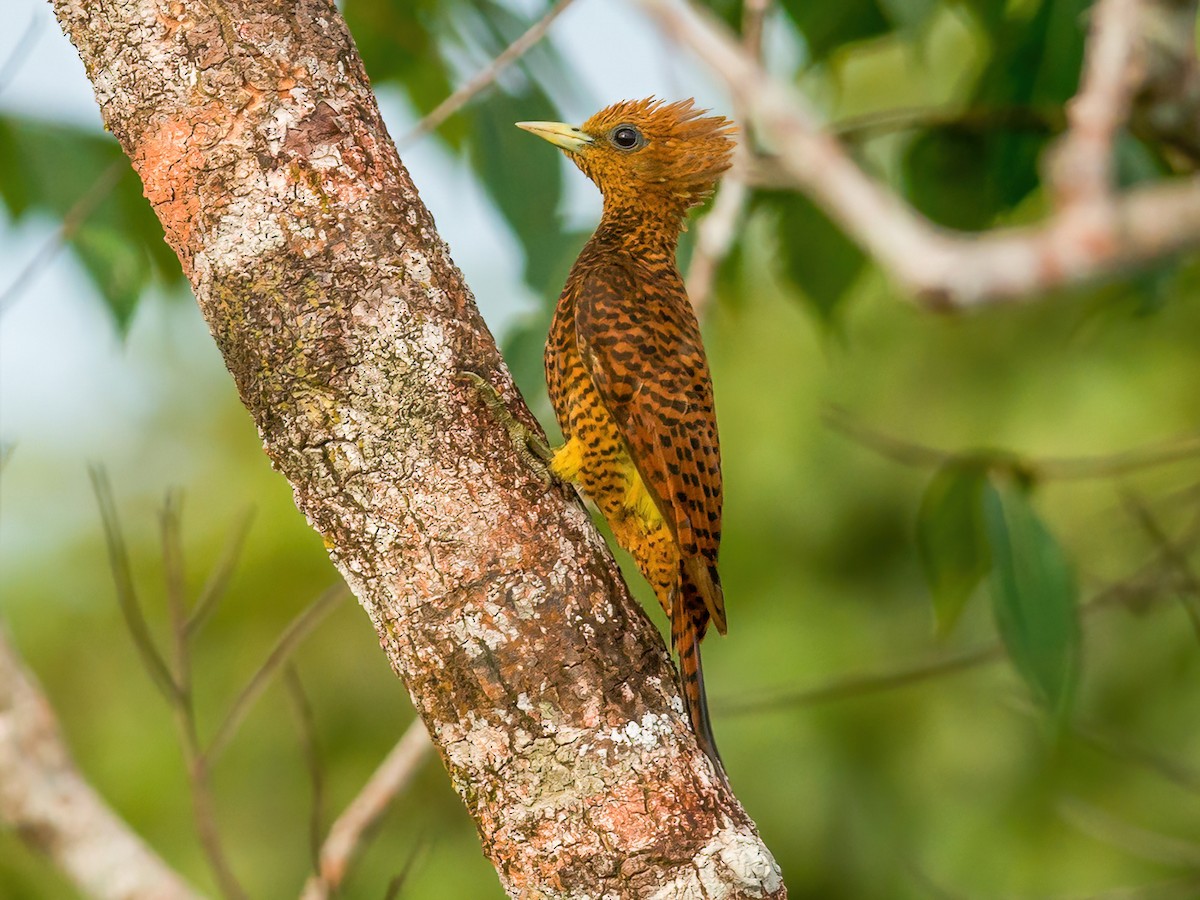Waved Woodpecker - Celeus undatus - Birds of the World