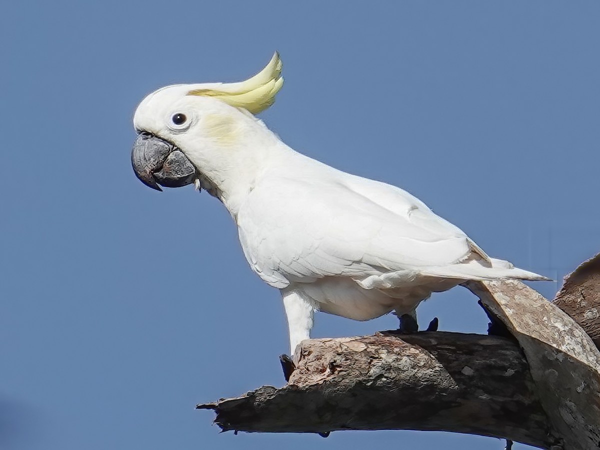 Yellow-crested Cockatoo - Cacatua sulphurea - Birds of the World
