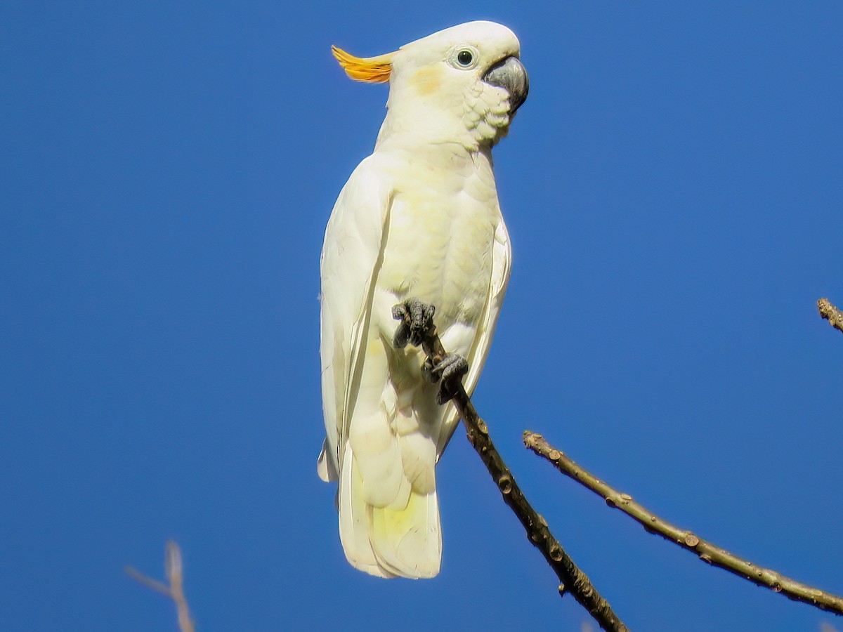 Citron-crested Cockatoo - Cacatua citrinocristata - Birds of the World