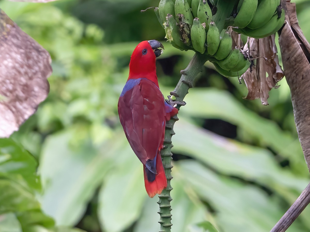 Papuan Eclectus - Eclectus polychloros - Birds of the World