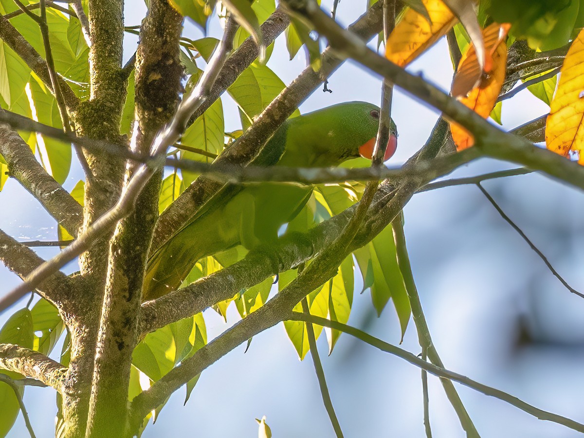 Blue-backed Parrot - Tanygnathus everetti - Birds of the World
