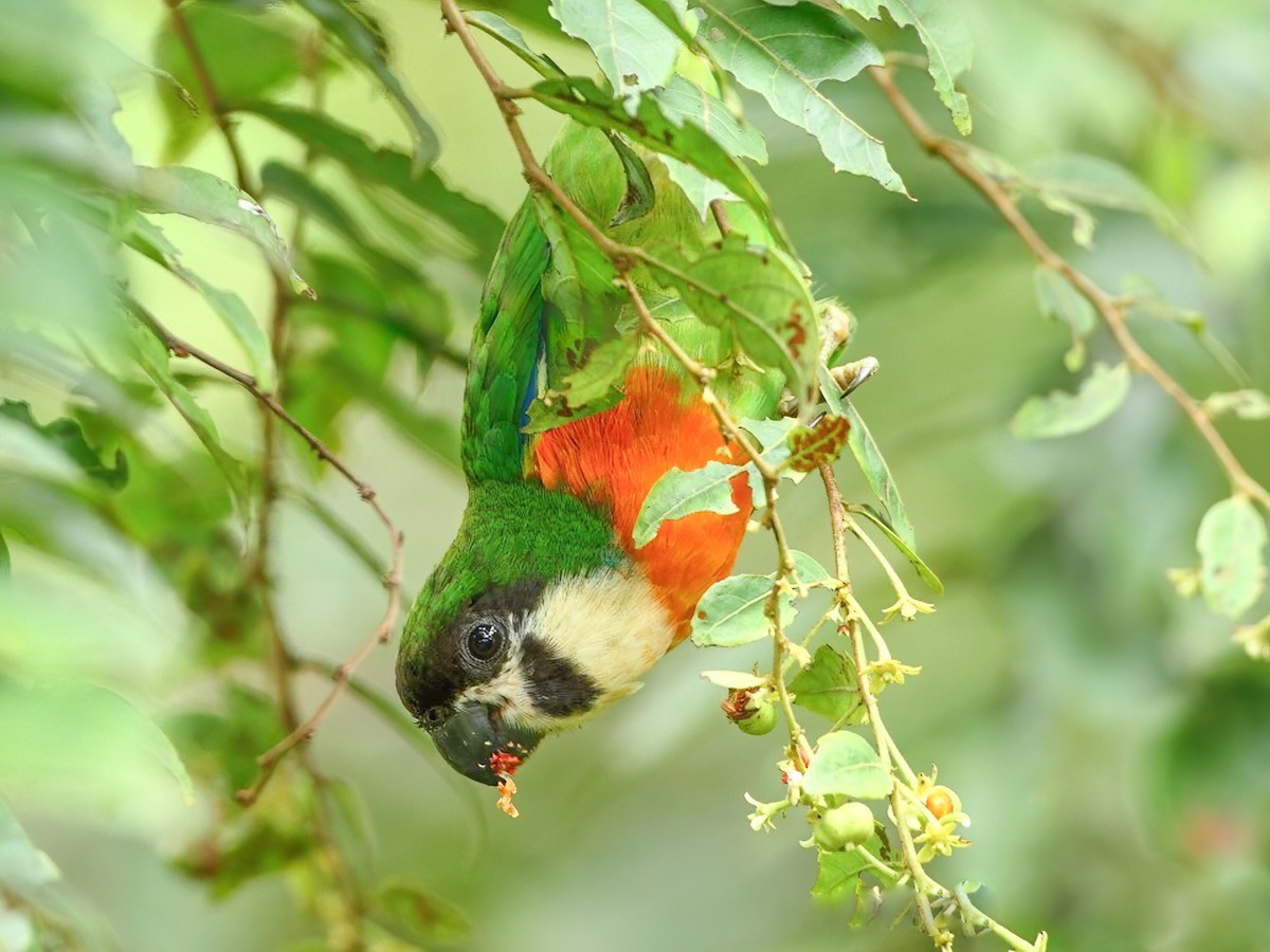 Dusky-cheeked Fig-Parrot - Nannopsittacus melanogenia - Birds of the World