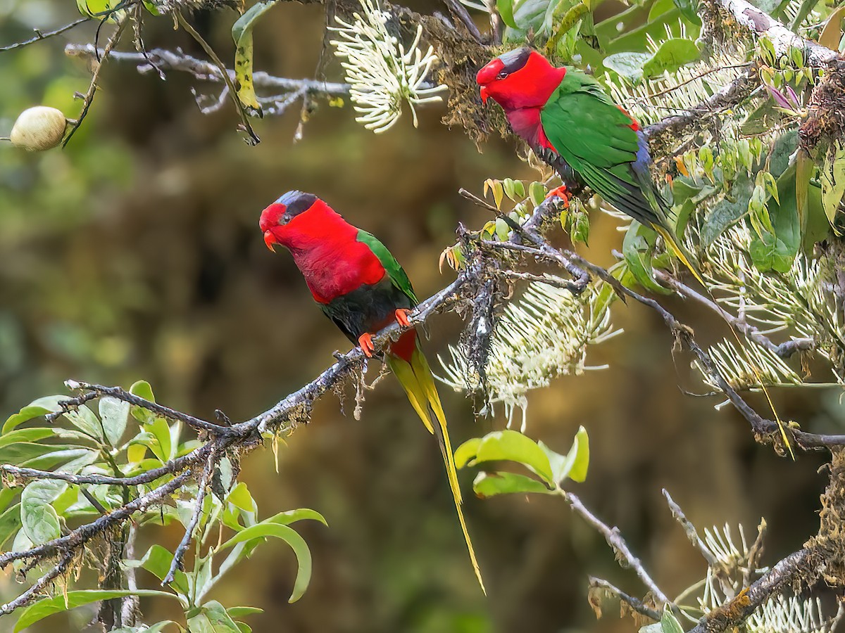 Stella's Lorikeet - Charmosyna stellae - Birds of the World