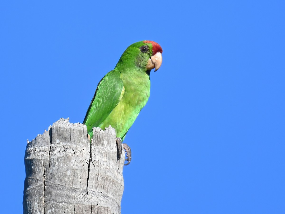 Scarlet-fronted Parakeet - Psittacara wagleri - Birds of the World