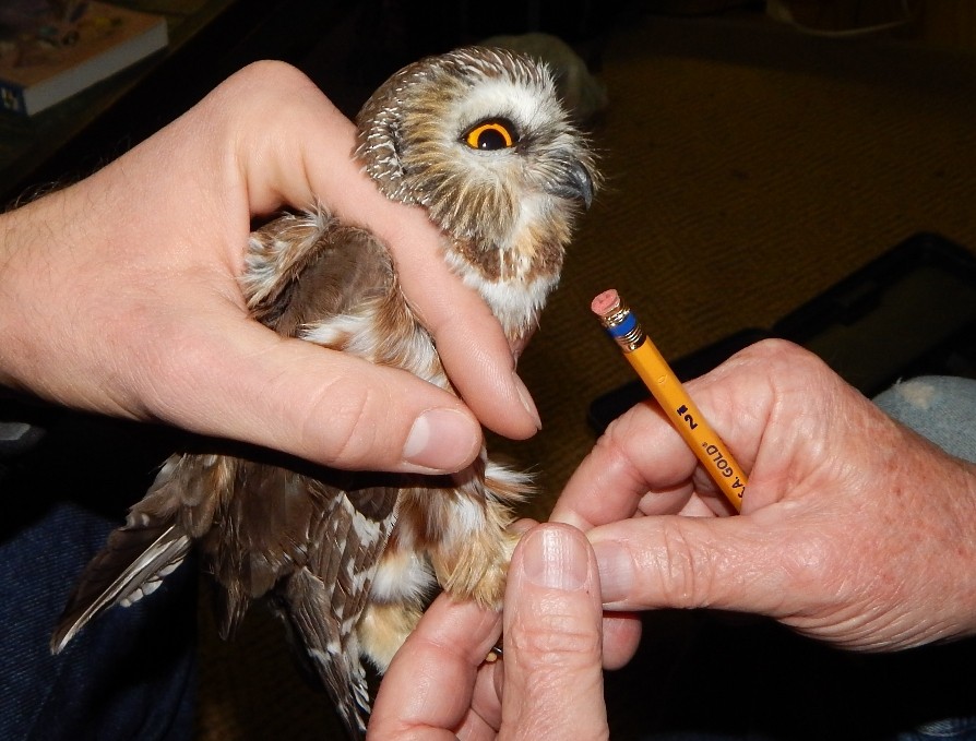 eBird Checklist - 7 Dec 2014 - Ozark Natural Science Center - 1 species