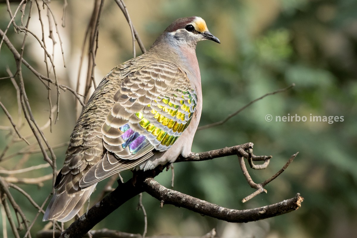 eBird Checklist - 23 Sep 2023 - Westerfolds Park - 22 species (+1 other ...