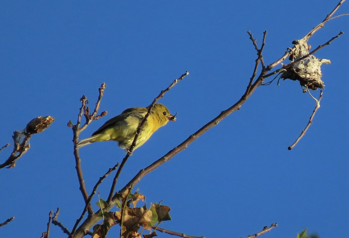 Maine eBird Checklist - 20 Sep 2023 - Unity Pond - 38 species (+1 other ...