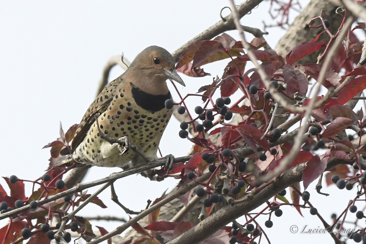 eBird Checklist - 23 Sep 2023 - RécréoParc (Côte-Ste-Catherine) - 20 ...