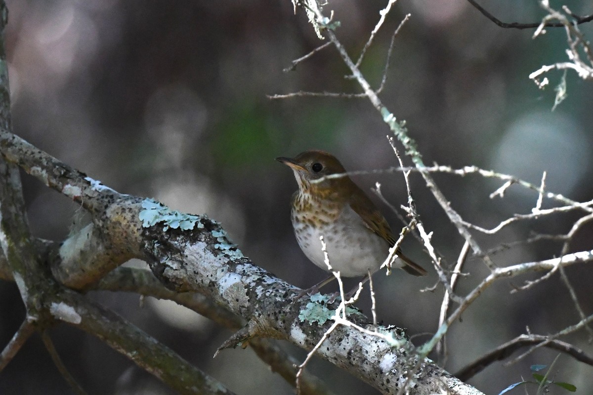 eBird Checklist - 23 Sep 2023 - GTM NERR--Purple Trail - 26 species (+1 ...