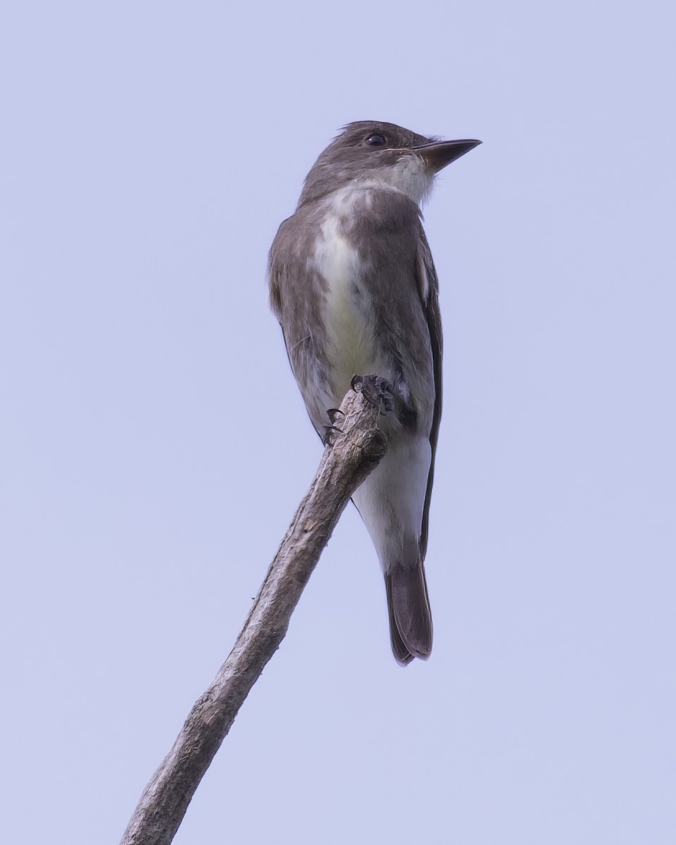 eBird Checklist - 23 Sep 2023 - Mendon Ponds Park--Quaker Pond Trail ...