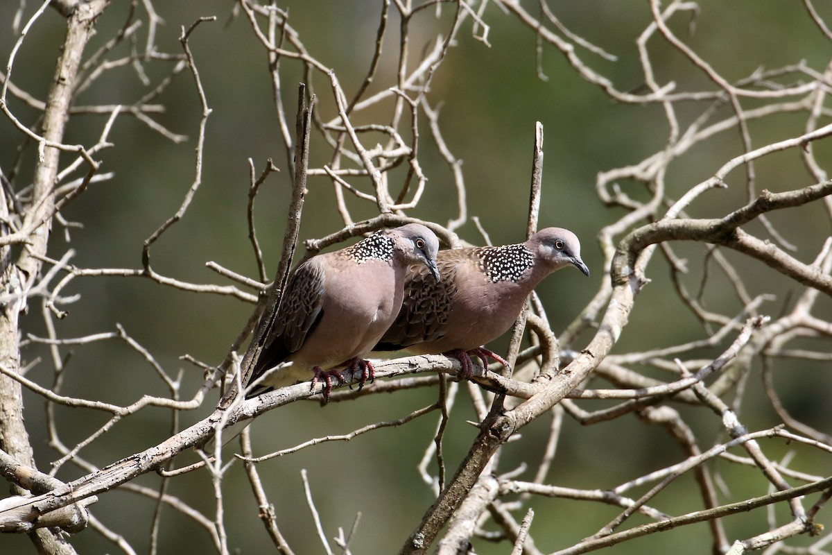 eBird Checklist - 24 Sep 2023 - Hunter Wetlands Centre (Newcastle) - 52 ...