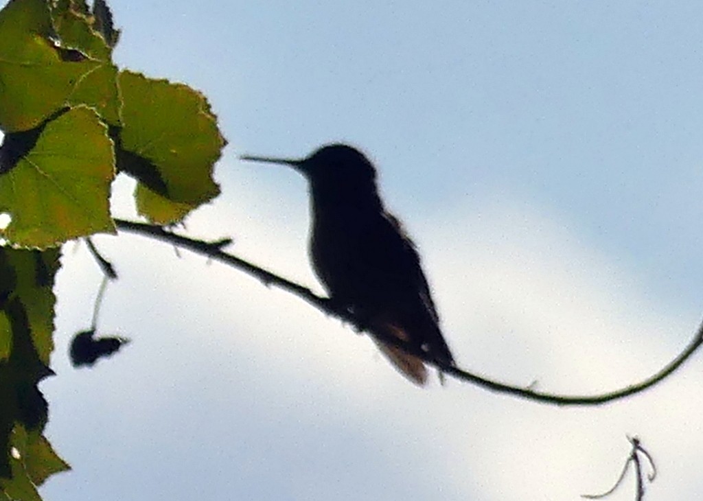 eBird Checklist - 23 Sep 2023 - Piute Ponds (permit required) - 63 species