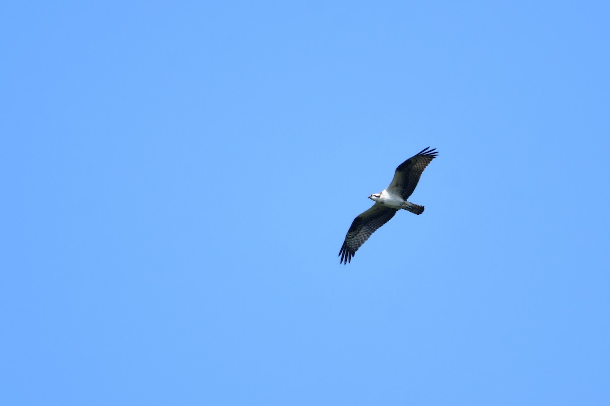 eBird Checklist - 8 Sep 2023 - Halifax Road - 33 species (+2 other taxa)