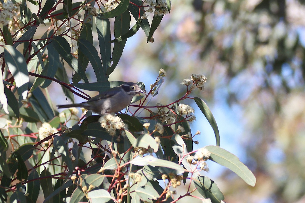 eBird Checklist - 24 Sep 2023 - Cox Scrub Conservation Park - 31 species