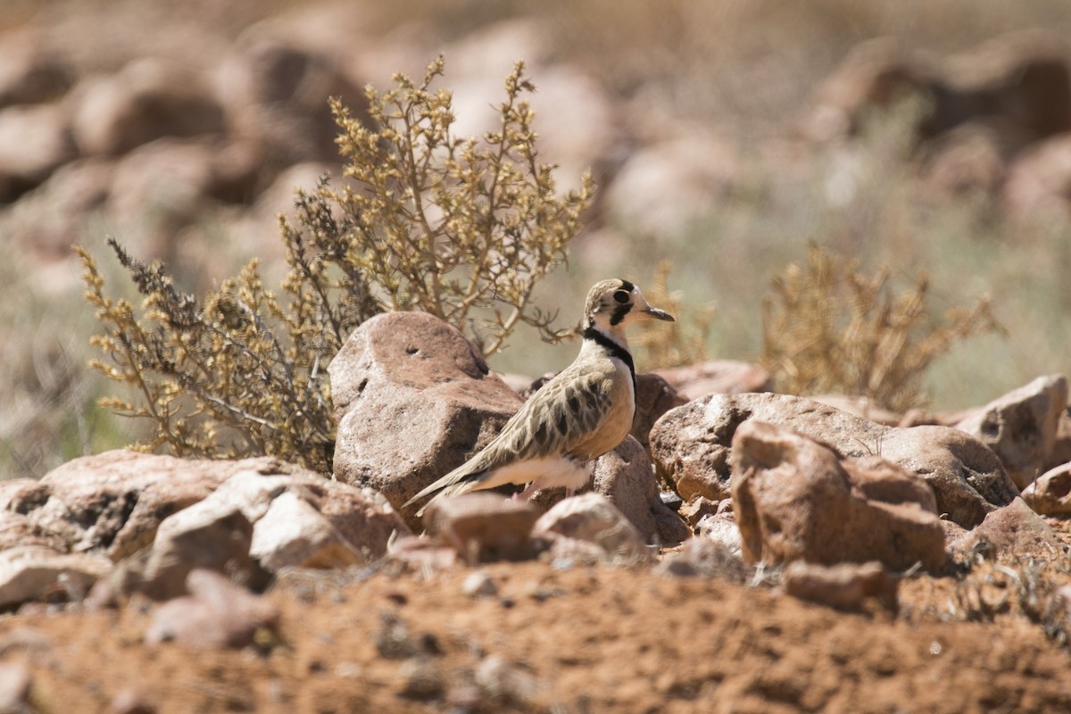 eBird Checklist - 29 Aug 2023 - Dig Tree Circuit Route, Durham ...