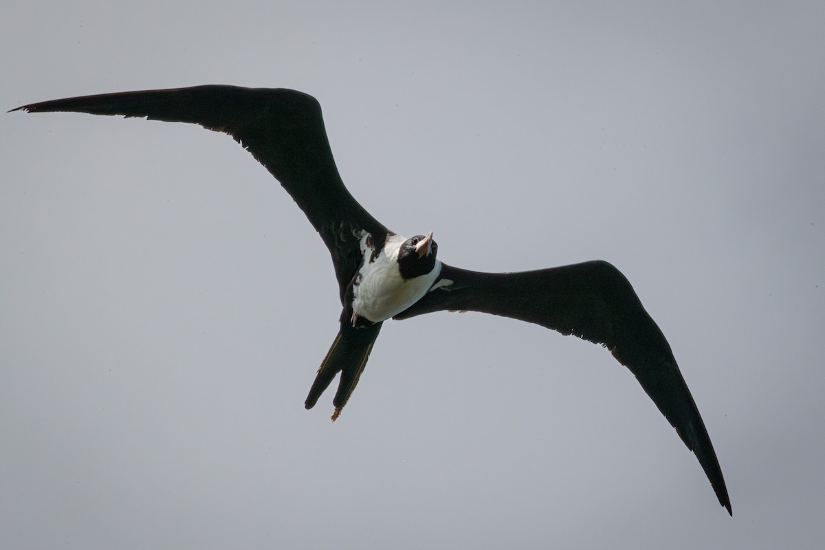 eBird Checklist - 8 Sep 2023 - Margaret Knoll Lookout - 7 species