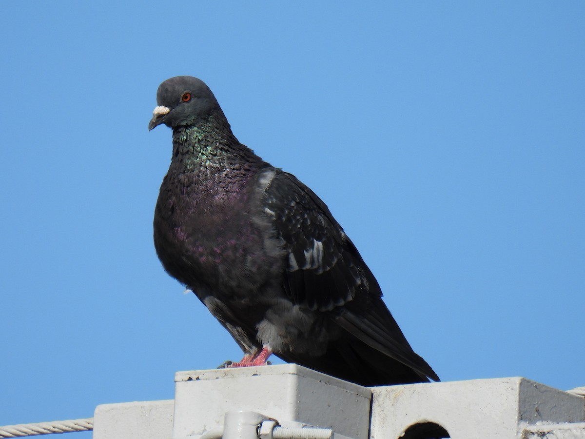 eBird Checklist - 24 Sep 2023 - 横浜市--早渕川--東名高速道路と国道246号の間 (Yokohama ...