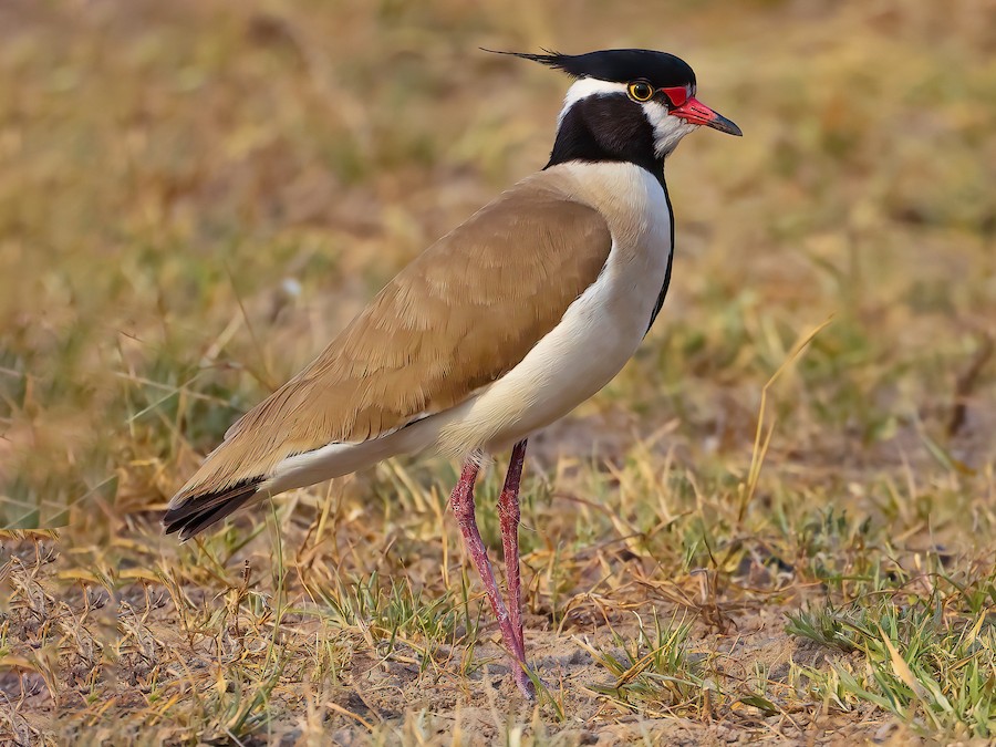Black-headed Lapwing - eBird
