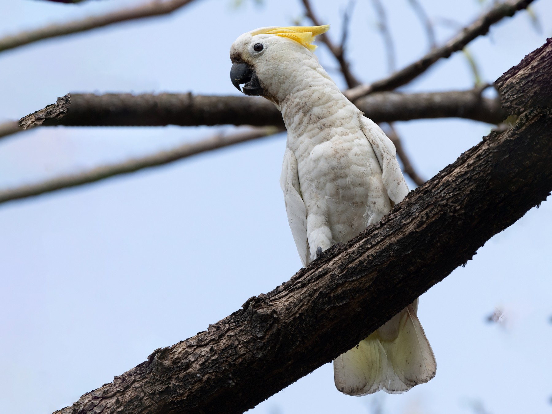 Yellow-crested Cockatoo - eBird