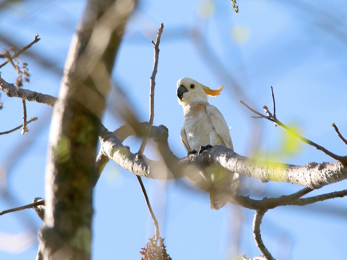 Cacatoès à huppe orange - eBird