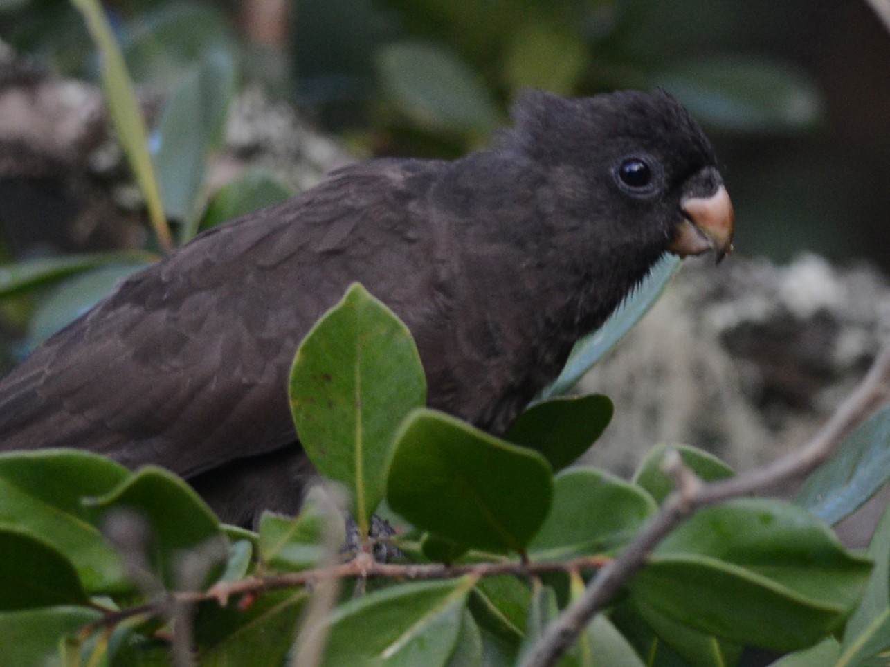 Comoro Black Parrot - eBird
