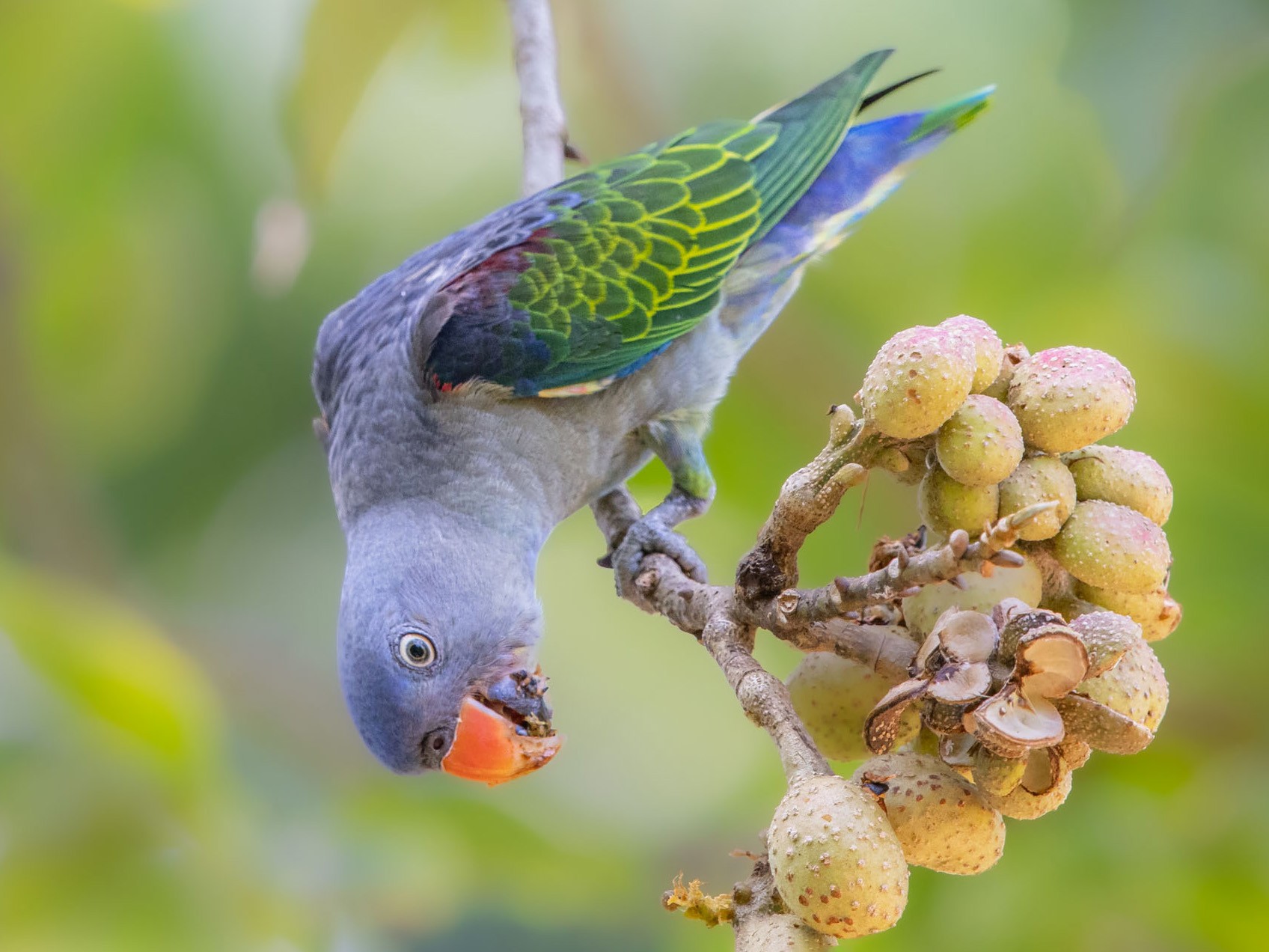 Blue-rumped Parrot - eBird