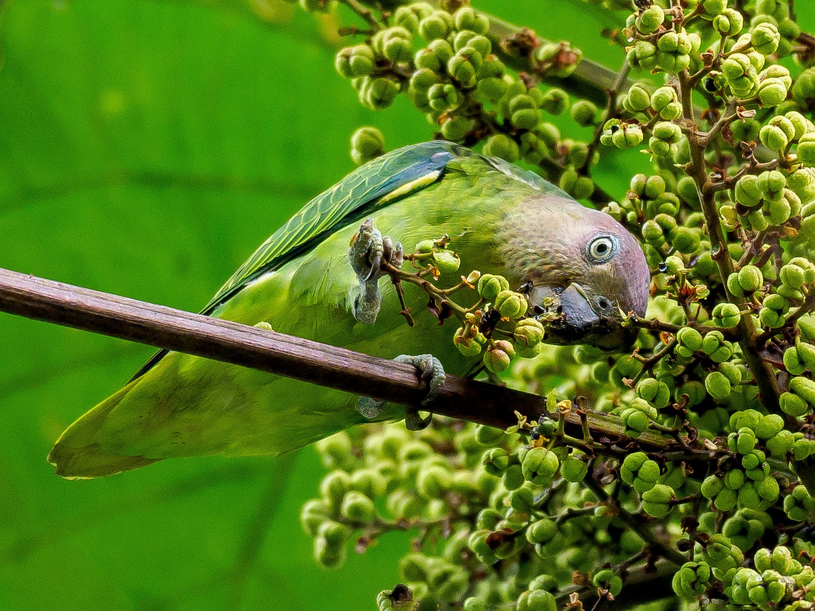 Blue-rumped Parrot - eBird