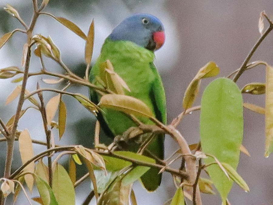 Simeulue Parrot - eBird