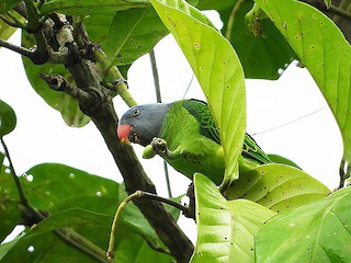 Simeulue Parrot - eBird