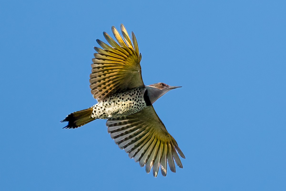 ebird-checklist-21-sep-2023-bluff-point-sp-hot-corner-70-species