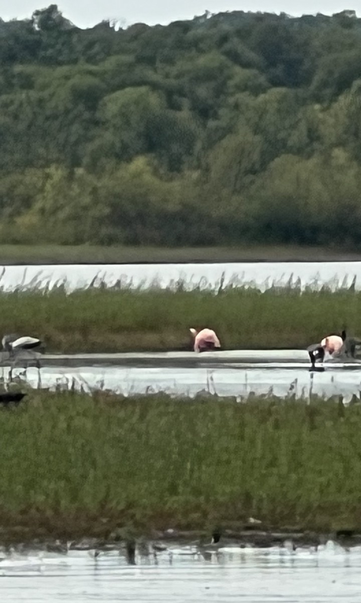 eBird Checklist - 23 Sep 2023 - Dell Prairie - 1 species