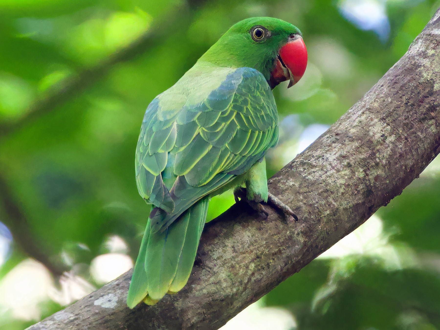 Azure-rumped Parrot - eBird