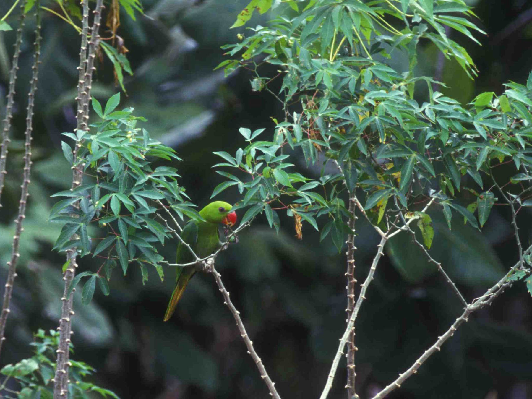 Blue-backed Parrot - eBird
