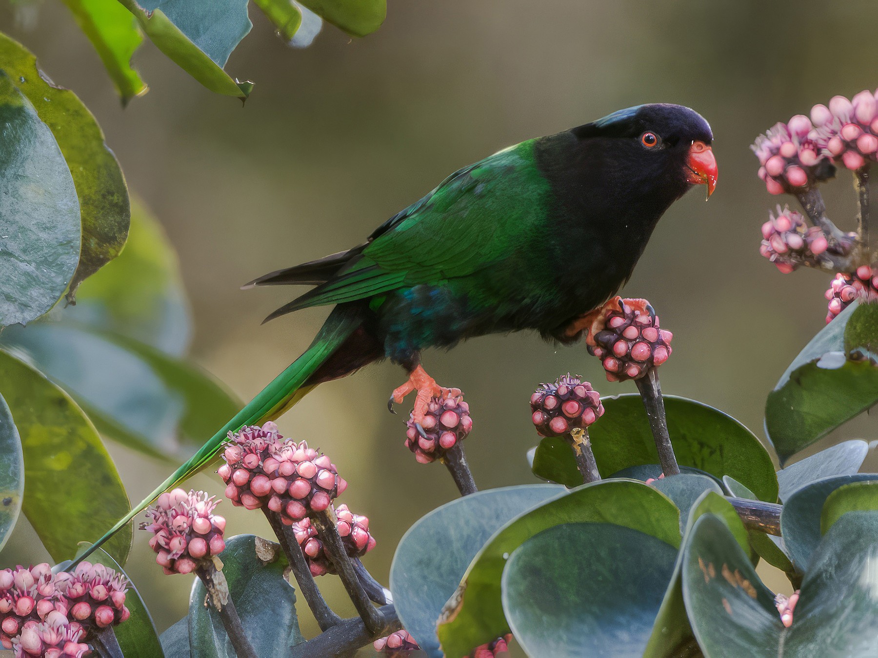 Stella's Lorikeet - eBird